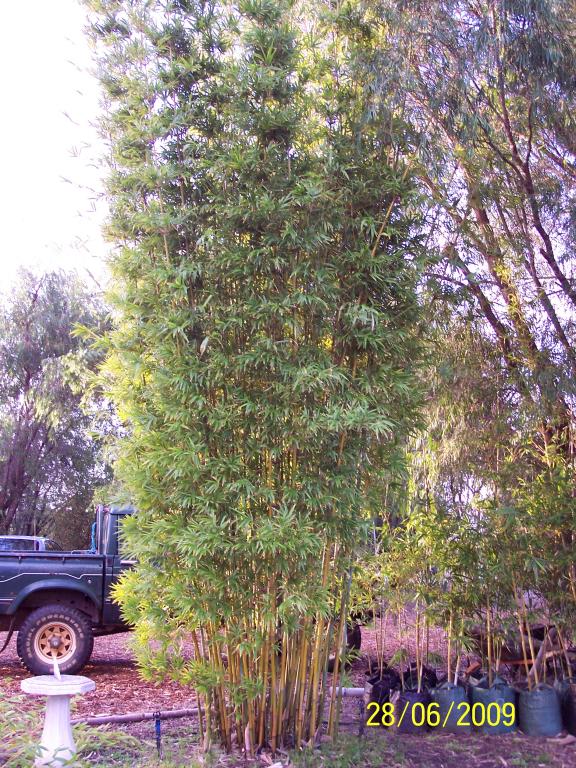 Slender Weavers Bamboo (Bambusa textilis gracilis) – 6m tall after 4 ...
