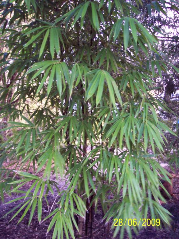Timor Black Bamboo (Bambusa lako) growing in the drip line of a WA ...