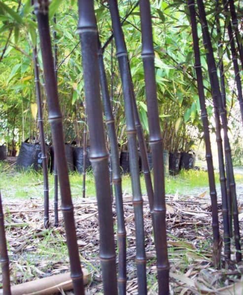 Black Bamboo 2 – Western Bamboo